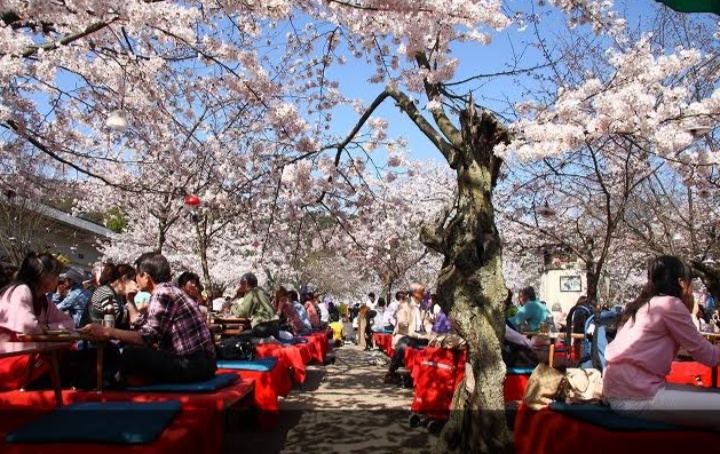 Bunga Sakura Mekar Lebih Awal, Jepang Masuki Musim Semi - arasynews.com