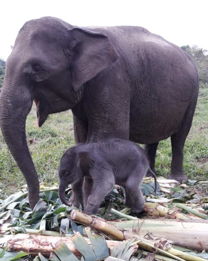 Ria Kembali Lahirkan Anak Gajah di Elephants Flying Squad TNTN, Ini ...